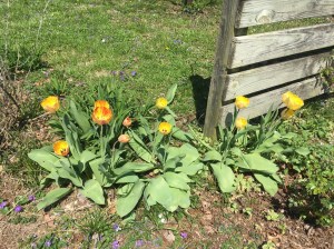 Tulips vs. Two Lips | connie's space